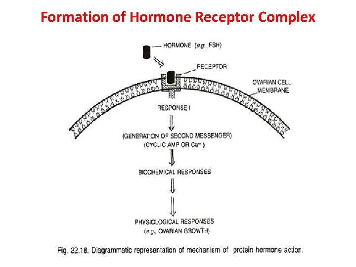 Endocrine glands its Regulation Dr Rahul B Patil
