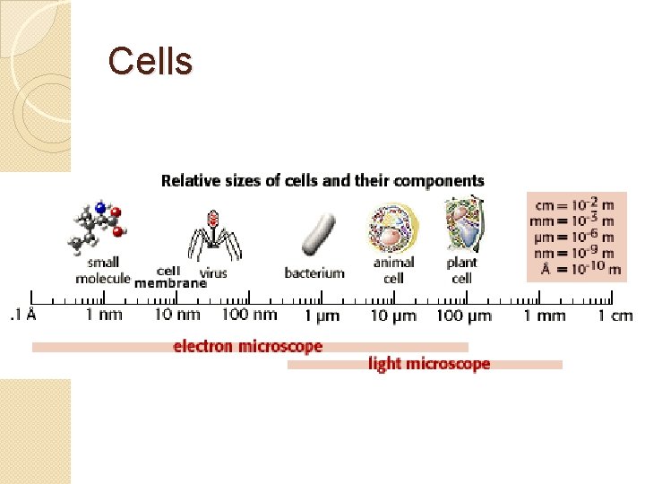 IB DP Biology Unit 1 1 Cell theory