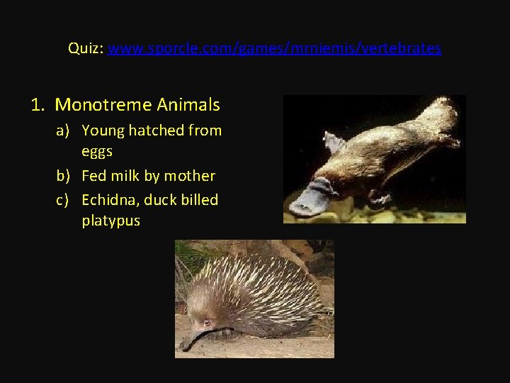 Vertebrates Introduction A Classification all belong to Phylum