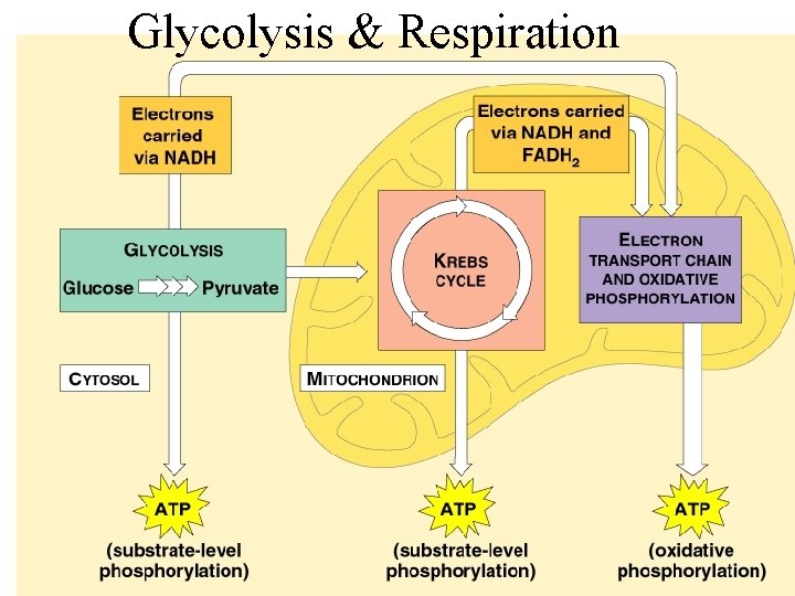 Glycolysis Cellular Respiration and the Cell Aerobic Energy