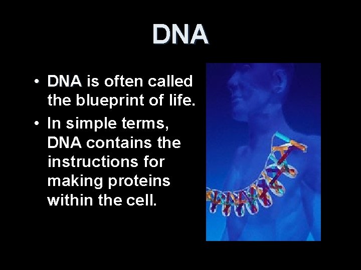 DNA DNA is often called the blueprint of