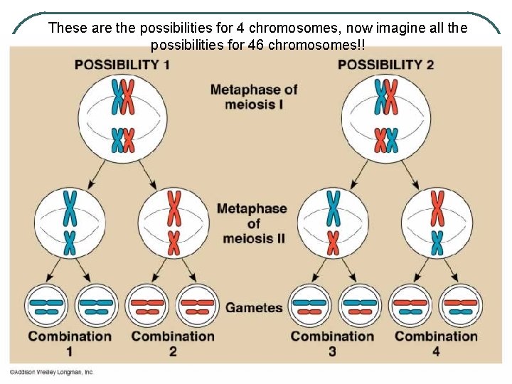 Science 9 Unit 3 Biology Lesson 4 Meiosis