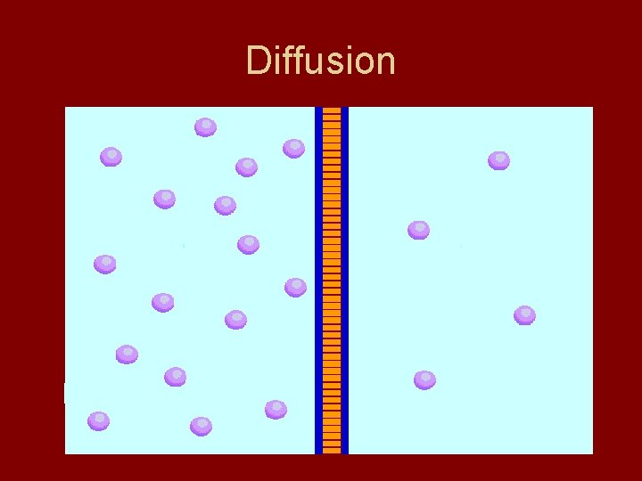 Transportcell membrane Do Now Brainstorm What is homeostasis