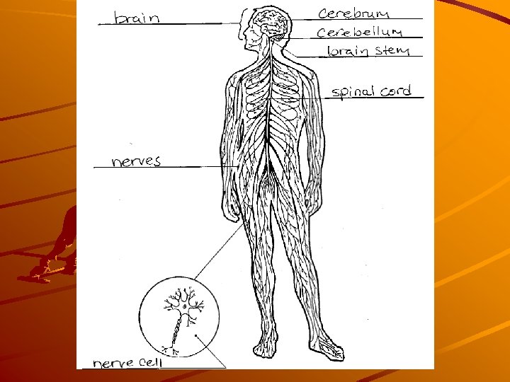 Nervous System Lesson 7 Vocab neurons nerve cells