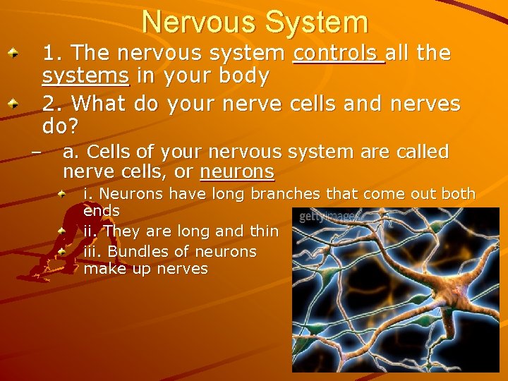 Nervous System Lesson 7 Vocab neurons nerve cells