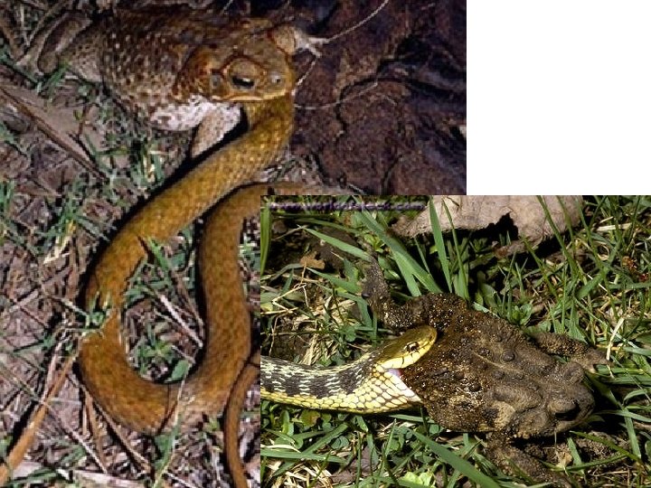 Physical and Behavioral Adaptations of Animals What are