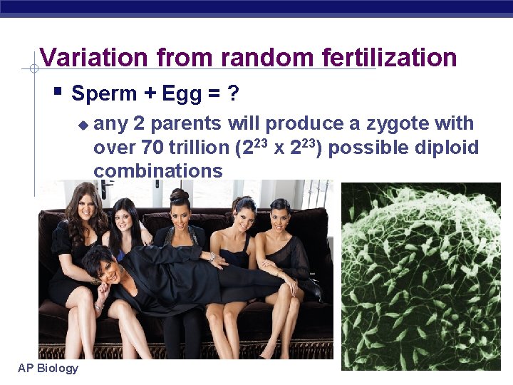 Chapter 13 Meiosis Sexual Reproduction AP Biology Cell