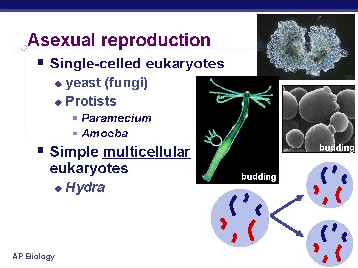 Chapter 13 Meiosis Sexual Reproduction AP Biology Cell