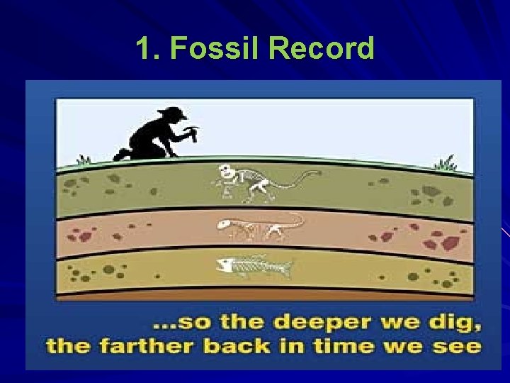 Evidence for Evolution 1 Fossil Record Age Behavior
