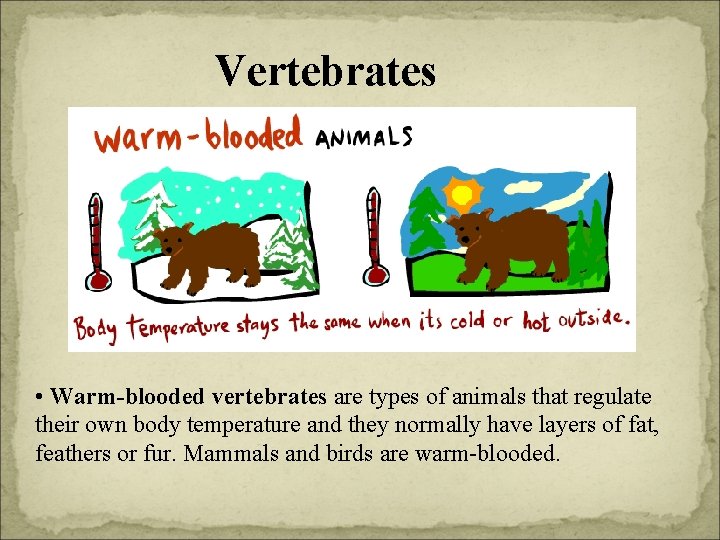 Vertebrates or Invertebrates We divide the animal Kingdom