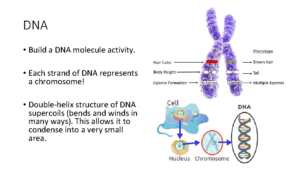 Inheritance and Genetics BI 30 GB 1 Investigate
