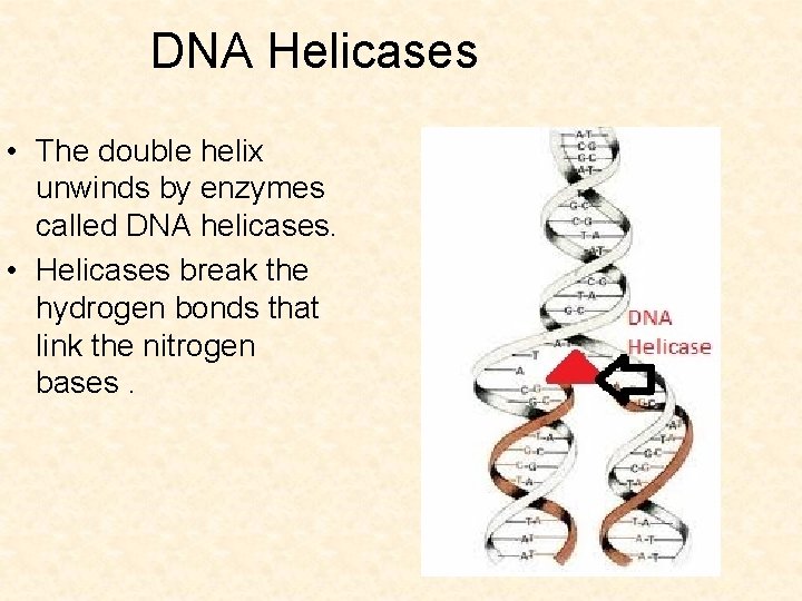 Processes of DNA 10 th Grade Biology DNA