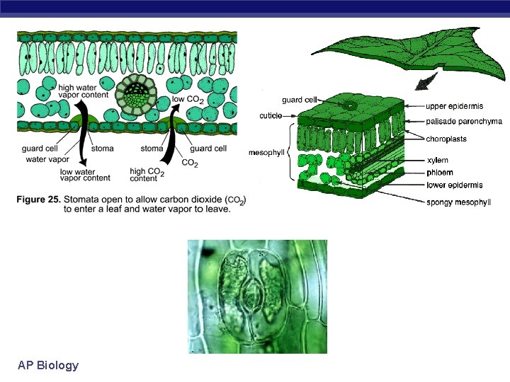 Plant Anatomy AP Biology 2006 2007 Basic plant