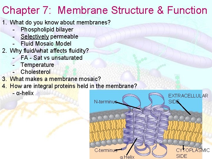 Chapter 7 Membrane Structure Function 1 What do