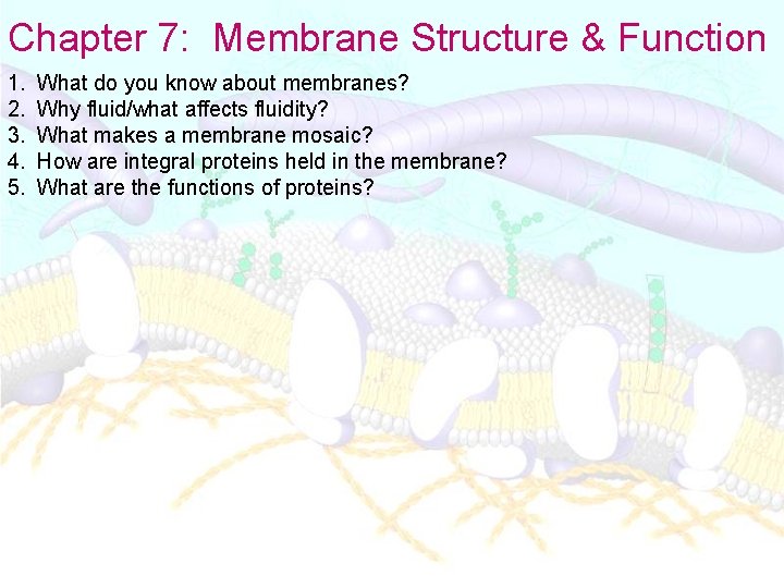 Chapter 7 Membrane Structure Function 1 What do