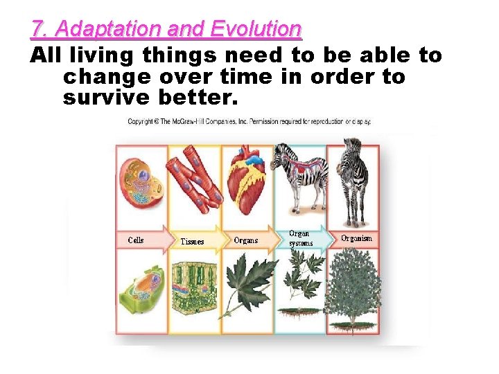 Themes of Biology Characteristics of Life and Intro