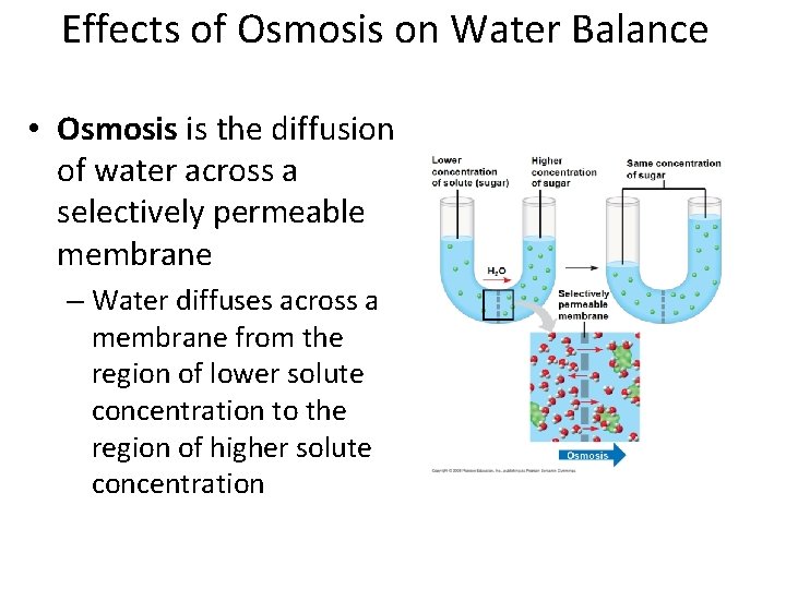 Osmosis Overview The plasma membrane is the boundary