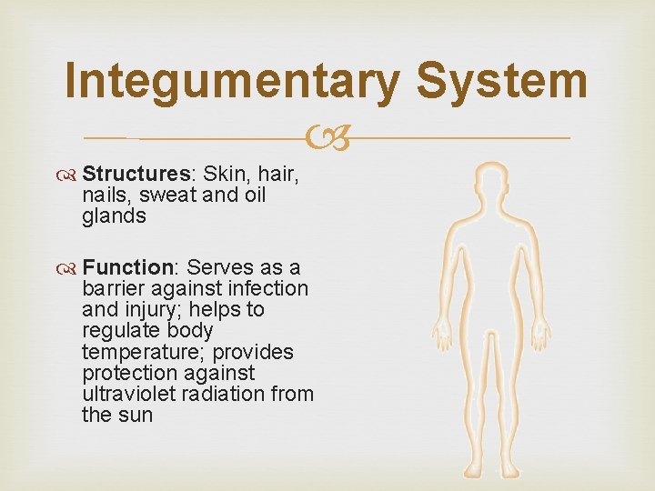 Chapter 35 Nervous System 35 1 Human Body