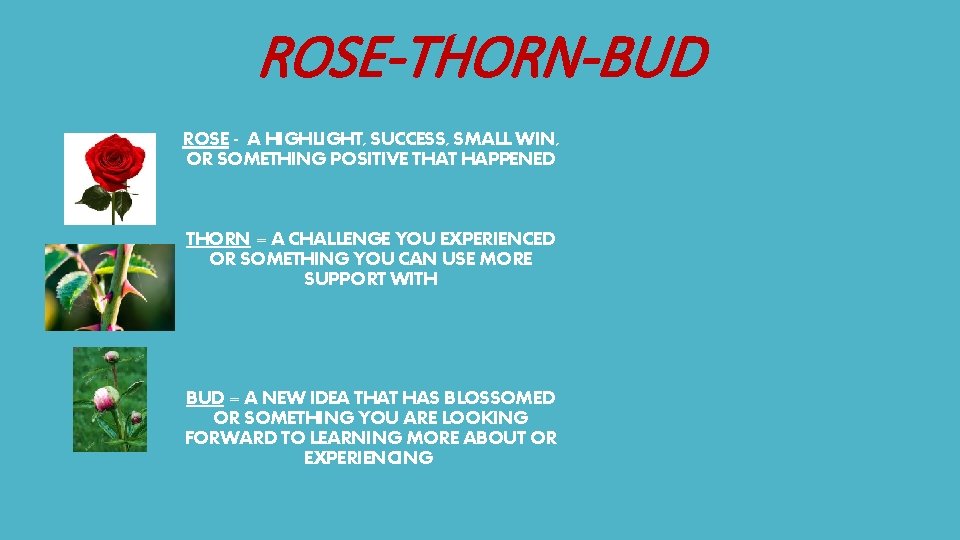 RoseThornBud Social Emotional Learning ROSETHORNBUD ROSE A HIGHLIGHT