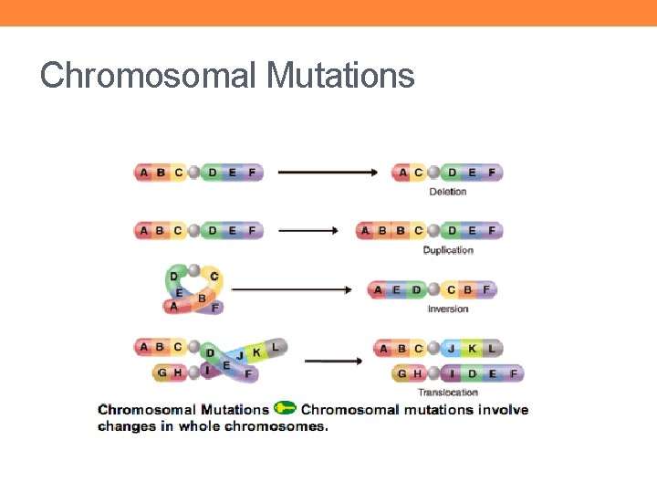 MUTATIONS HE 5 B 5 HE 5 B