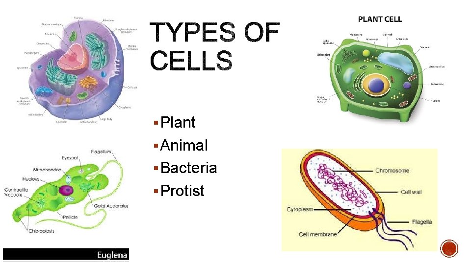 Plant Animal Bacteria Protist Cell membrane Nucleus Mitochondria