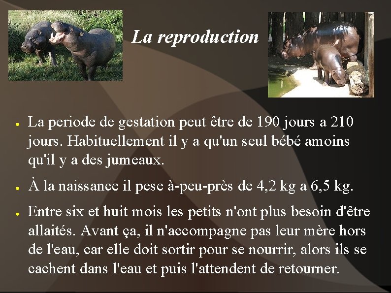 Lhippopotame nain Prsente par Ioana P Table des