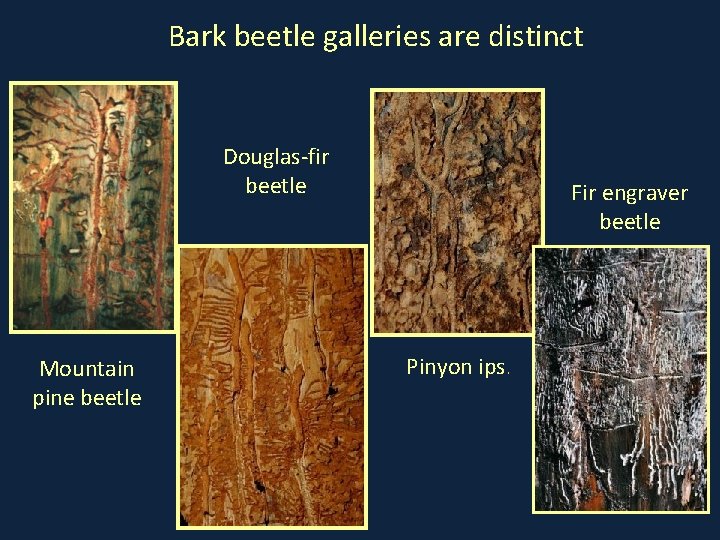 Forest Health Issues By William M Ciesla Forest