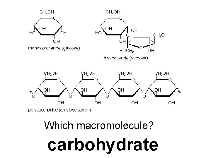 REVIEW MACROMOLECULES The four macromolecules are carbohydrates proteins