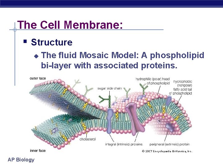 Membranes AP Biology The Cell Membrane Structure u
