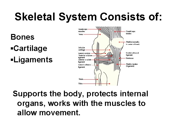 Human Body Systems Overview The Systems Integumentary Skeletal