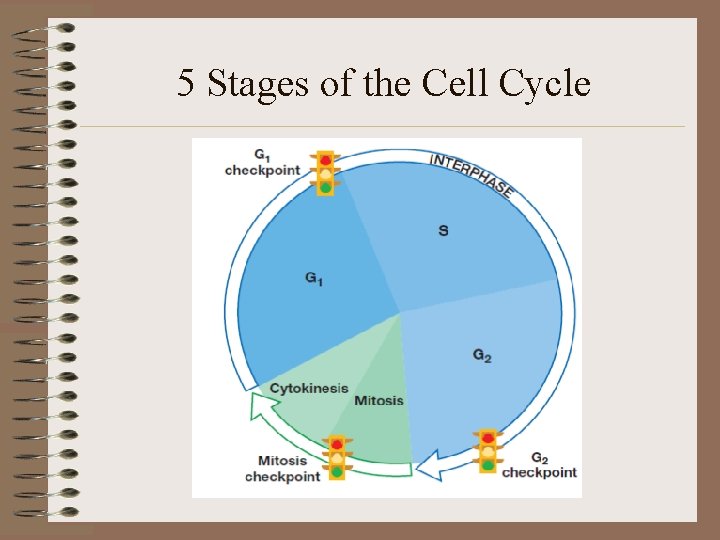 Biology Final Review Chromosomes Chromosomes are DNA its