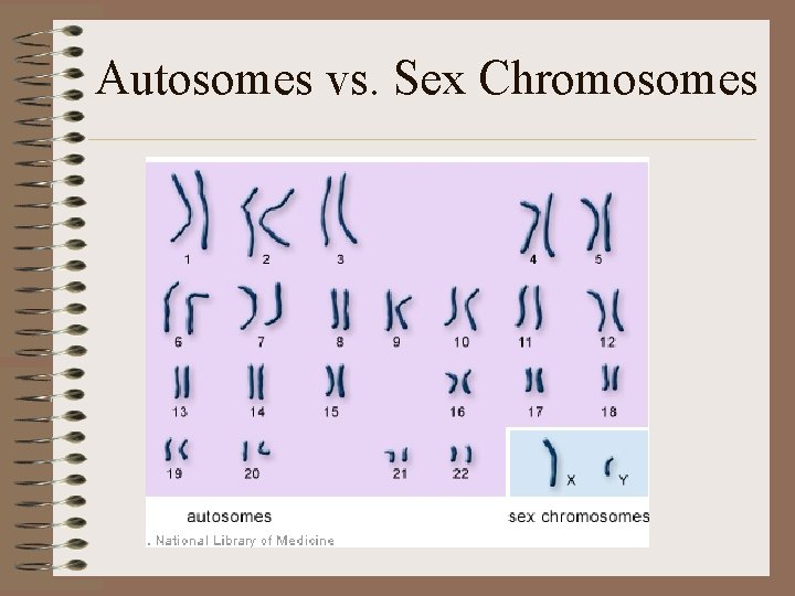 Biology Final Review Chromosomes Chromosomes Are Dna Its 