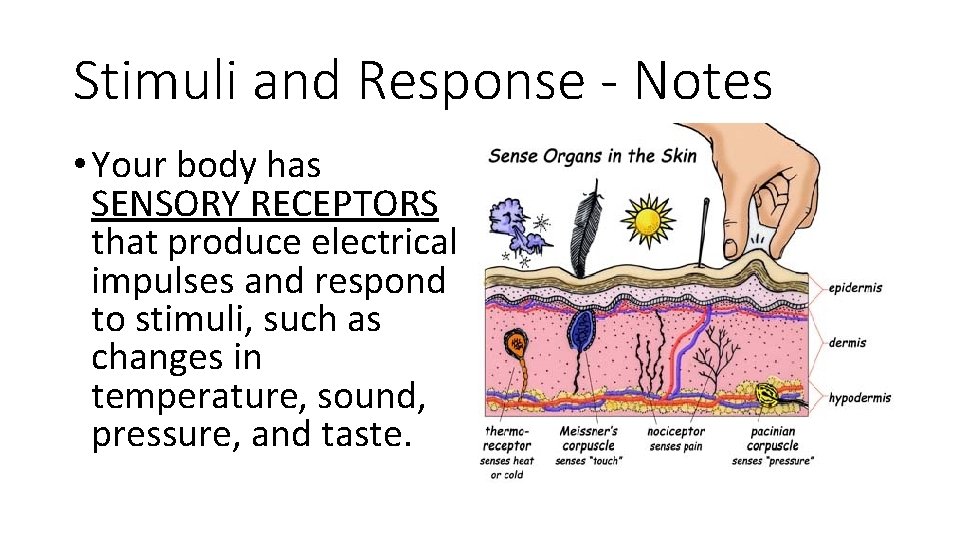 Stimuli and ResponseNotes Your body reacts to your