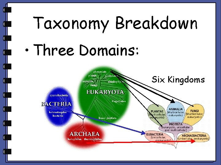 Introduction to Animals Taxonomy Breakdown Three Domains Six