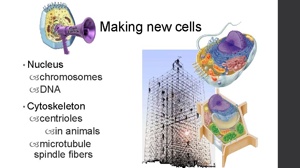 Mitosis AP Biology Biology is the only subject