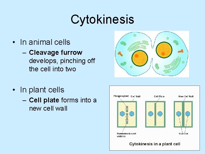 Mitosis Review SBI 3 U Mitosis The Cell