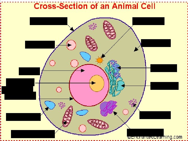 SCIENCE BEHIND THE SCENE By Marissa Street Introducing
