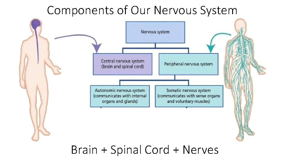 Components of Our Nervous System Brain Spinal Cord