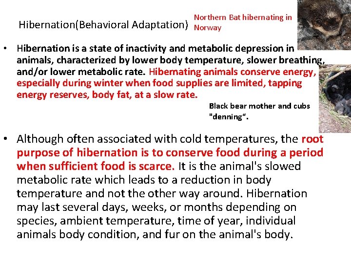 Why Do Questions about structural and behavioral adaptations