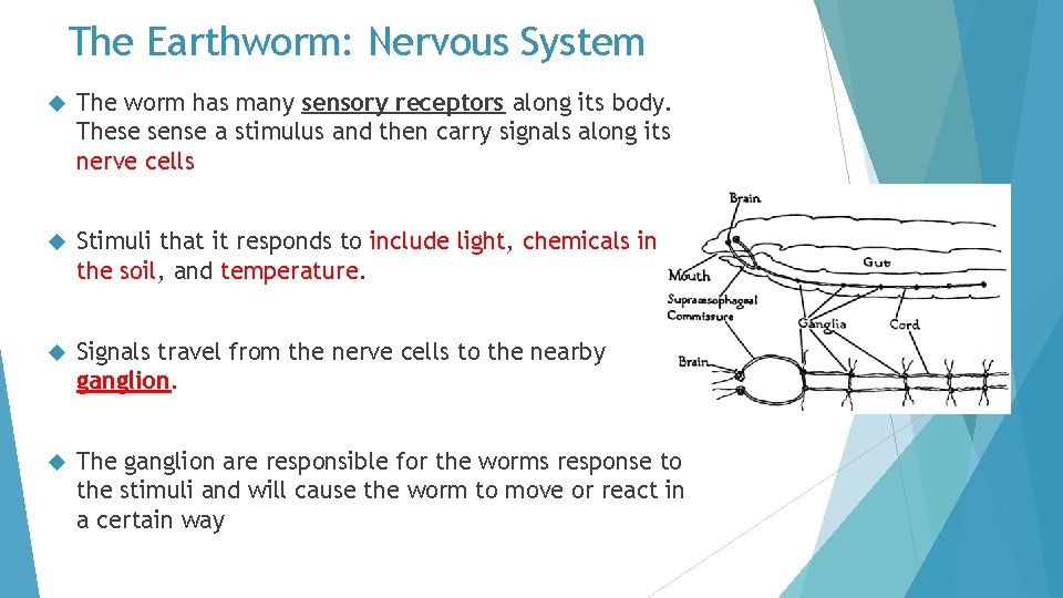 Chapter 12 The Invertebrates 12 D Segmented Worms