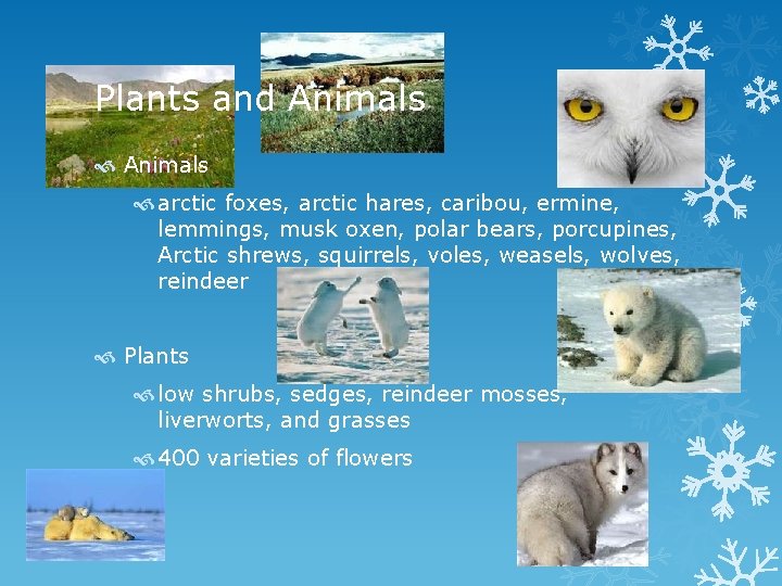 The Intrepid Tundra By Jake S Brynne H