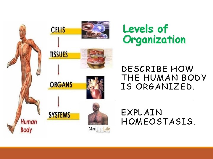 Basic Principles of Animal Form and Function How