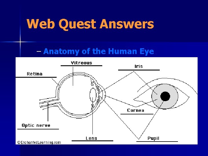 Color EYE Review Web Quest Answers Anatomy of