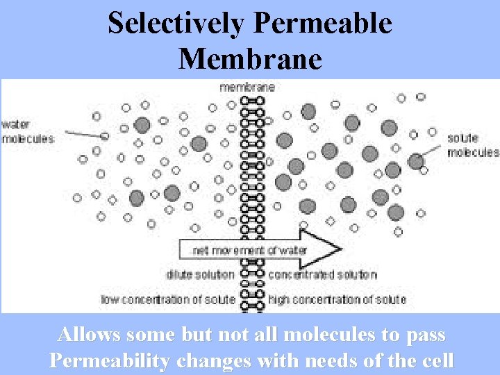 CELL MEMBRANE Chapter 3 Biology Mr Gilbertson CELL