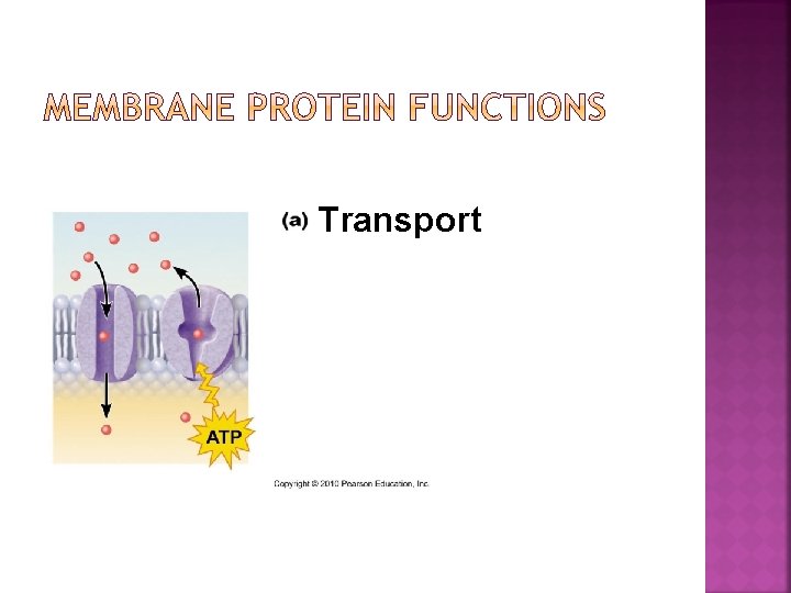 Part 1 Overview of Cells Cell Membrane Basic