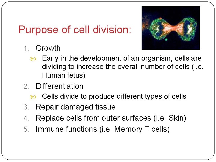 Cell Division Intro Biology 12 Review Cell Theory
