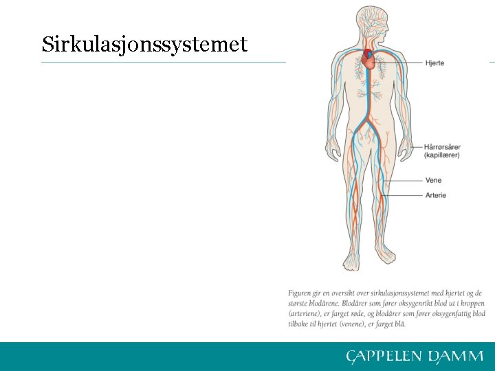 Transport i kroppen Sirkulasjon Sirkulasjonssystemet Sirkulasjonssystemet Bestr av