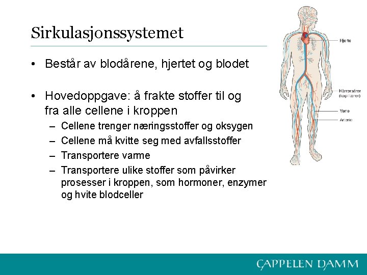 Transport i kroppen Sirkulasjon Sirkulasjonssystemet Sirkulasjonssystemet Bestr av