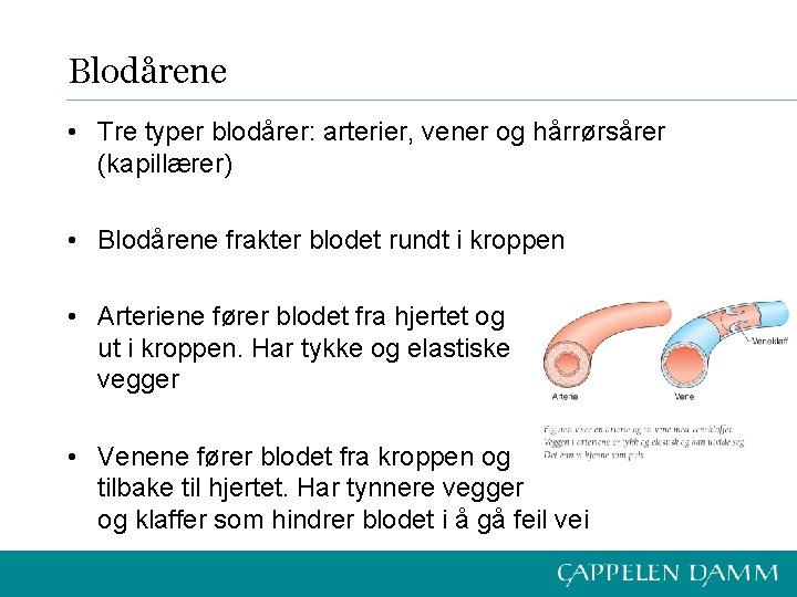 Transport i kroppen Sirkulasjon Sirkulasjonssystemet Sirkulasjonssystemet Bestr av