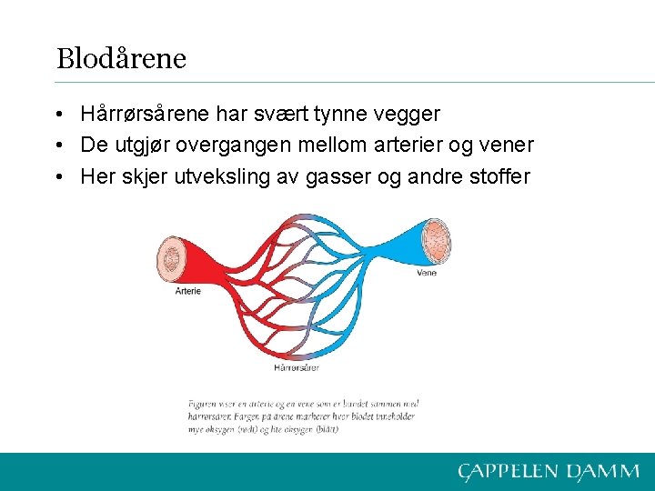 Transport i kroppen Sirkulasjon Sirkulasjonssystemet Sirkulasjonssystemet Bestr av